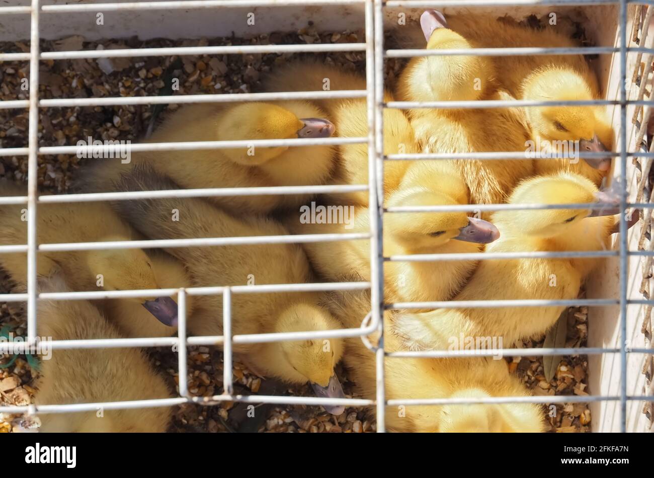Newborn chicken chicks for sale in cages at a local food market Stock ...
