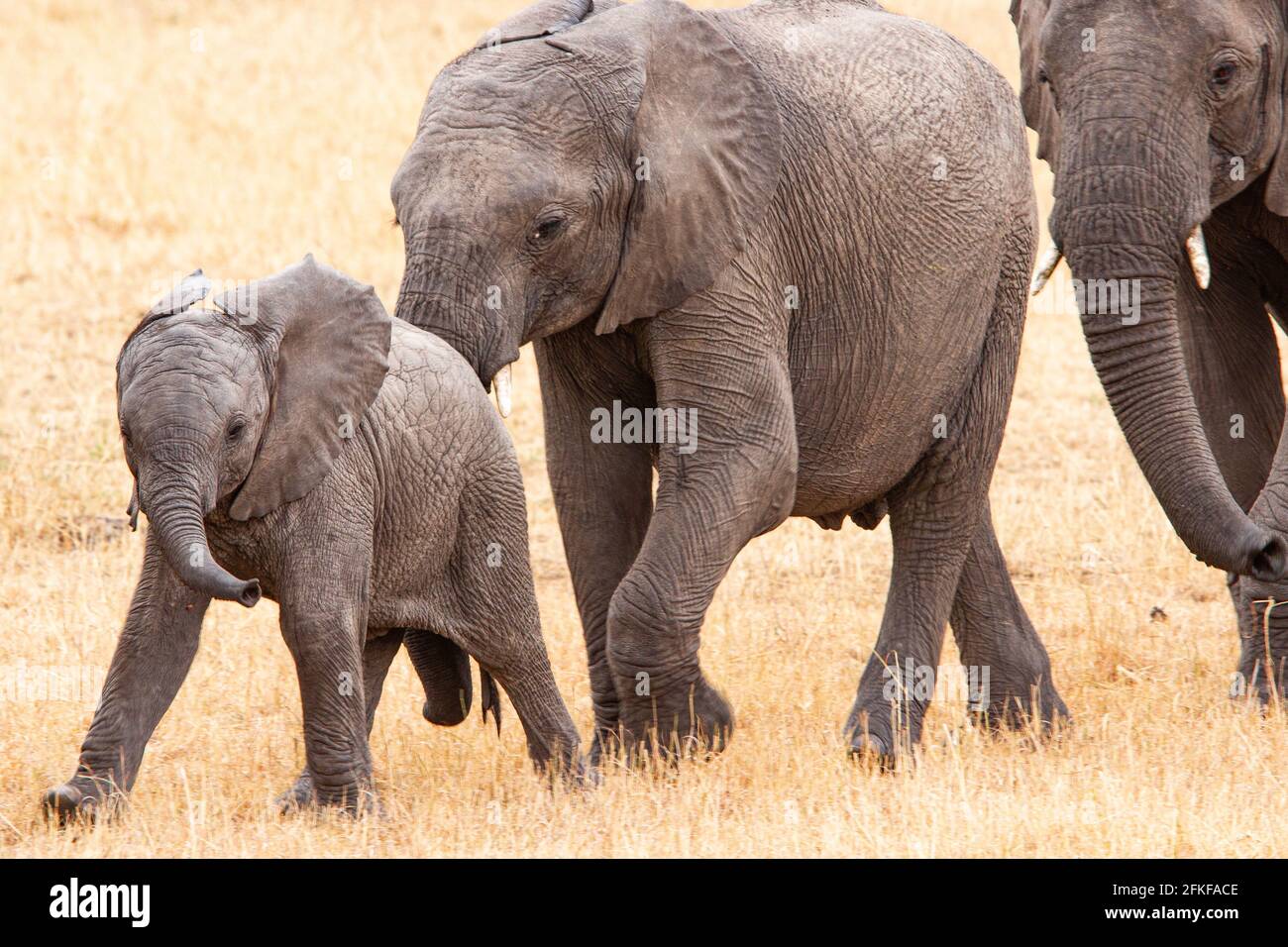 African elephant calf Stock Photo - Alamy