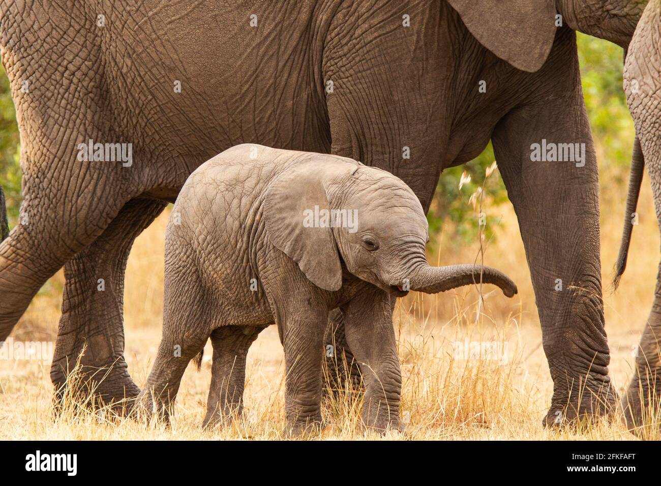 African elephant calf Stock Photo - Alamy