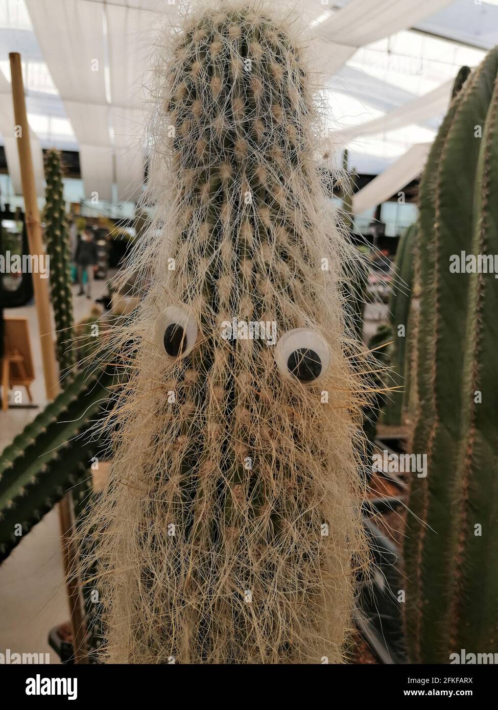 Vertical shot of spiky cactus with googly eyes Stock Photo - Alamy