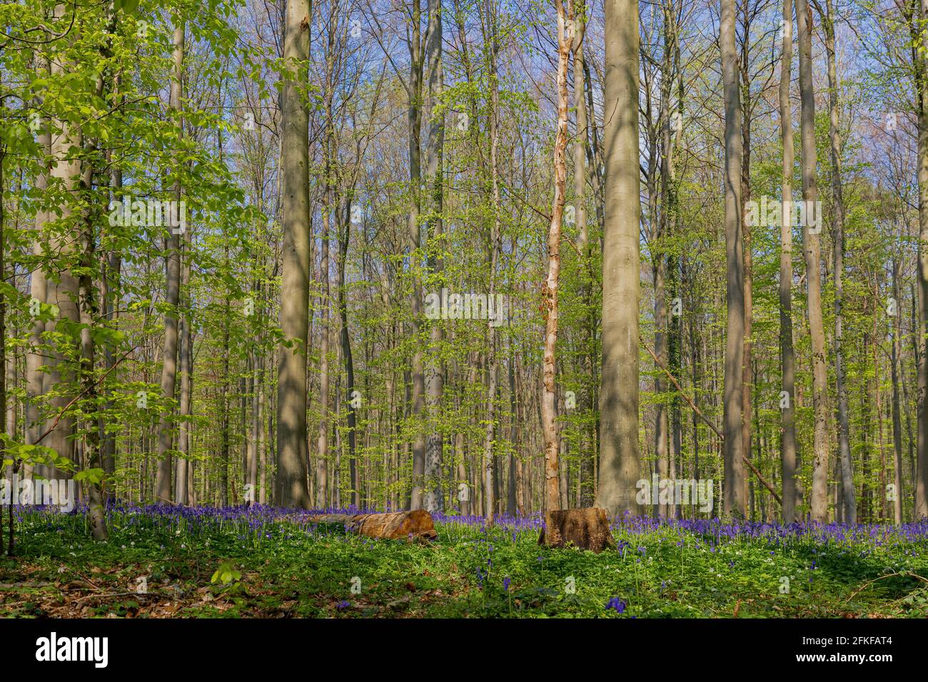 Hallerbos in Halle near Brussels with the giant Sequoia trees and a ...