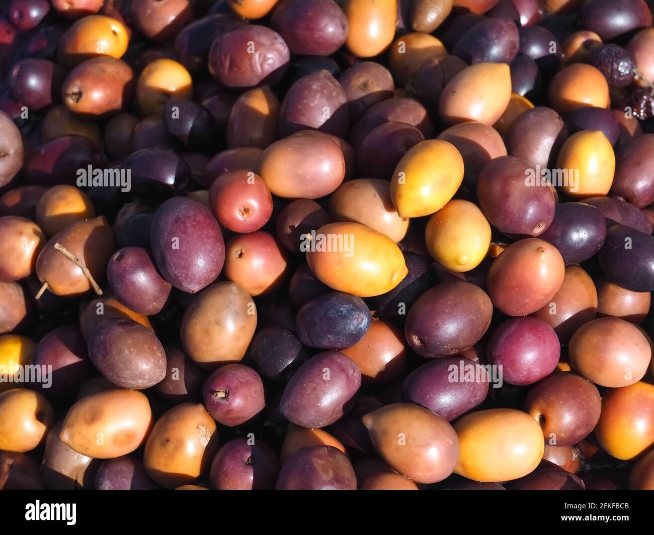 Olive tree plot hi-res stock photography and images - Alamy