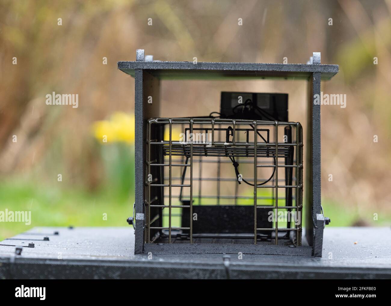 Smart Mink Trap Stock Photo - Alamy
