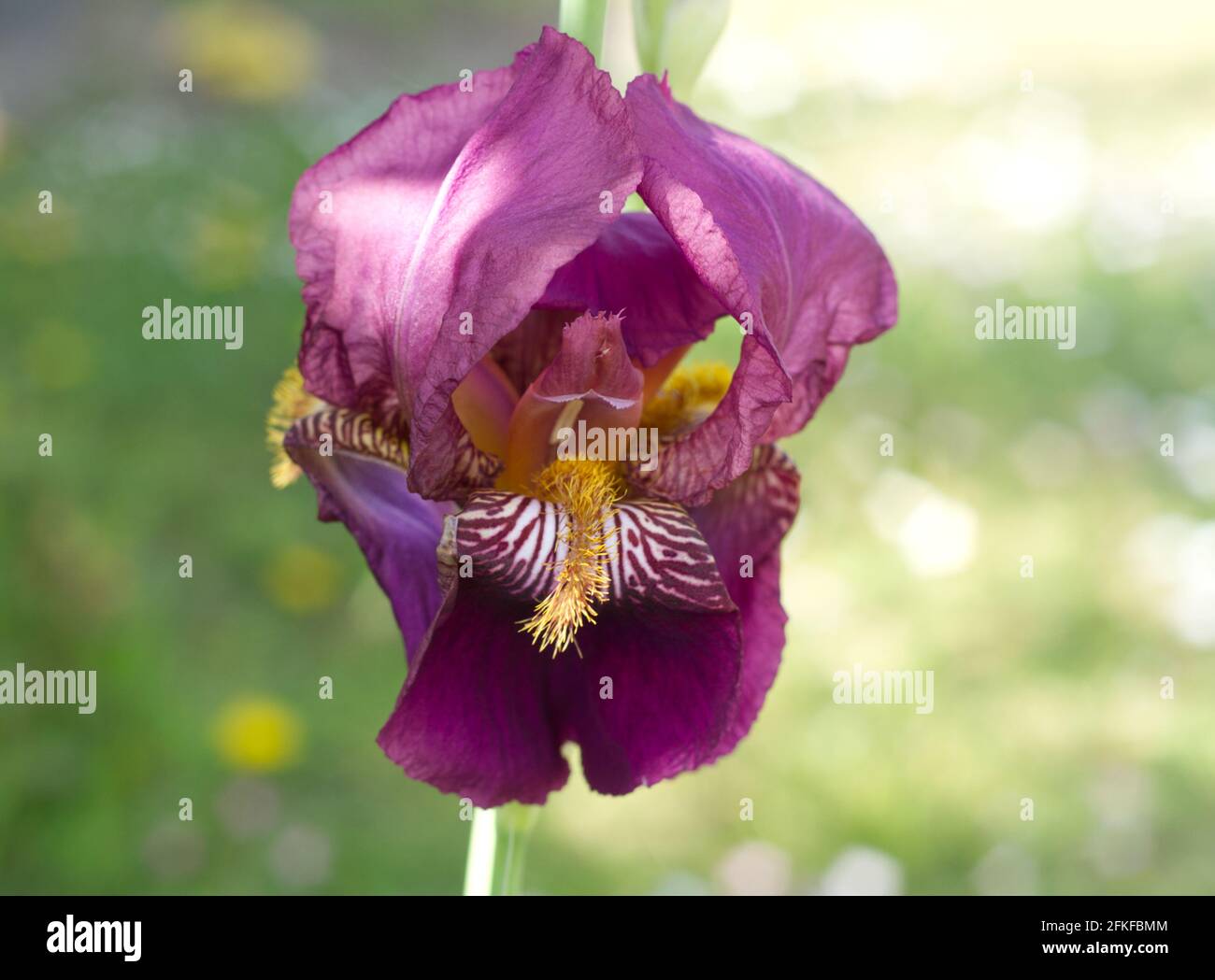 Bearded rhizomatous iris hi-res stock photography and images - Alamy