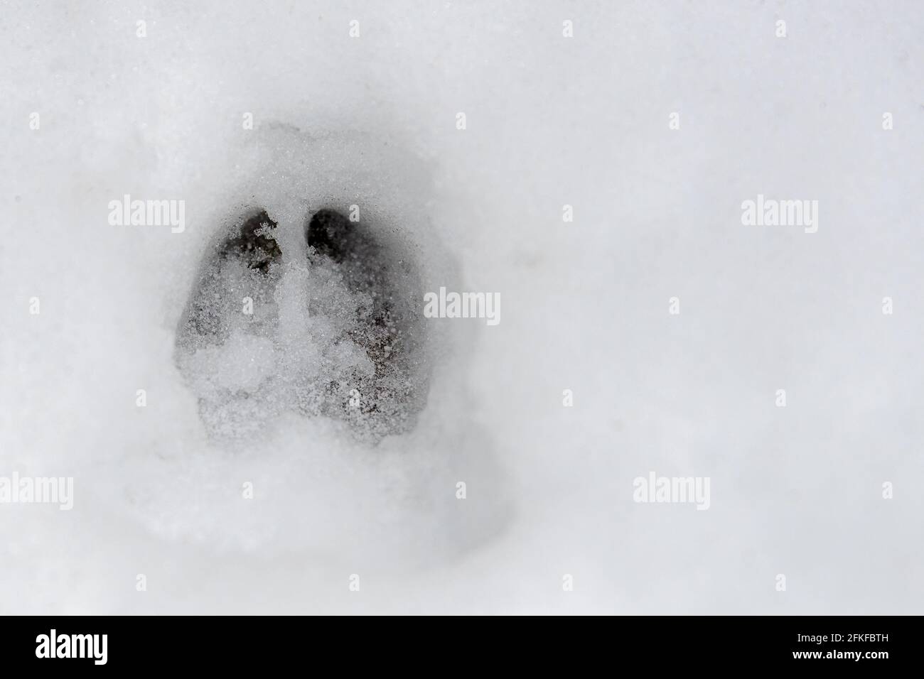 Deer footprint hi-res stock photography and images - Alamy