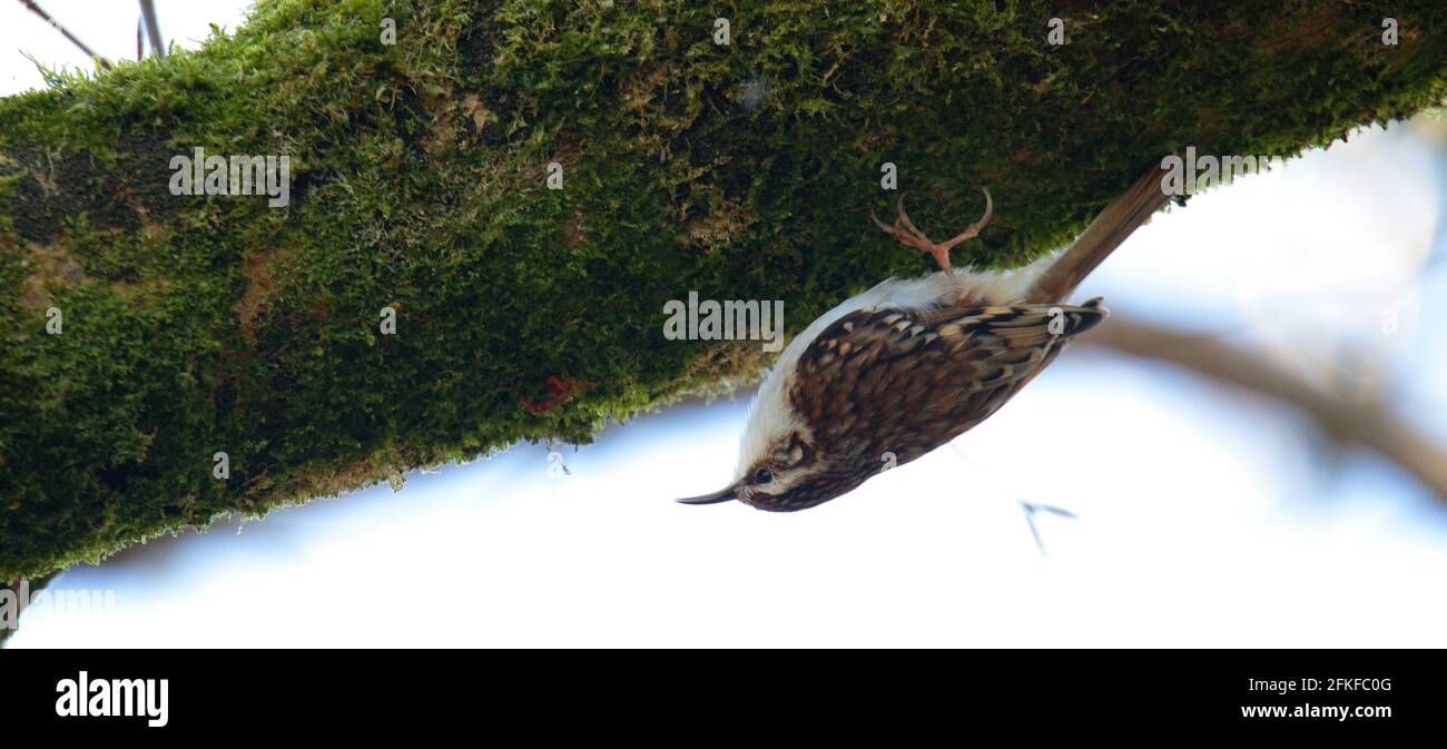 Bright curved beaks hi-res stock photography and images - Alamy
