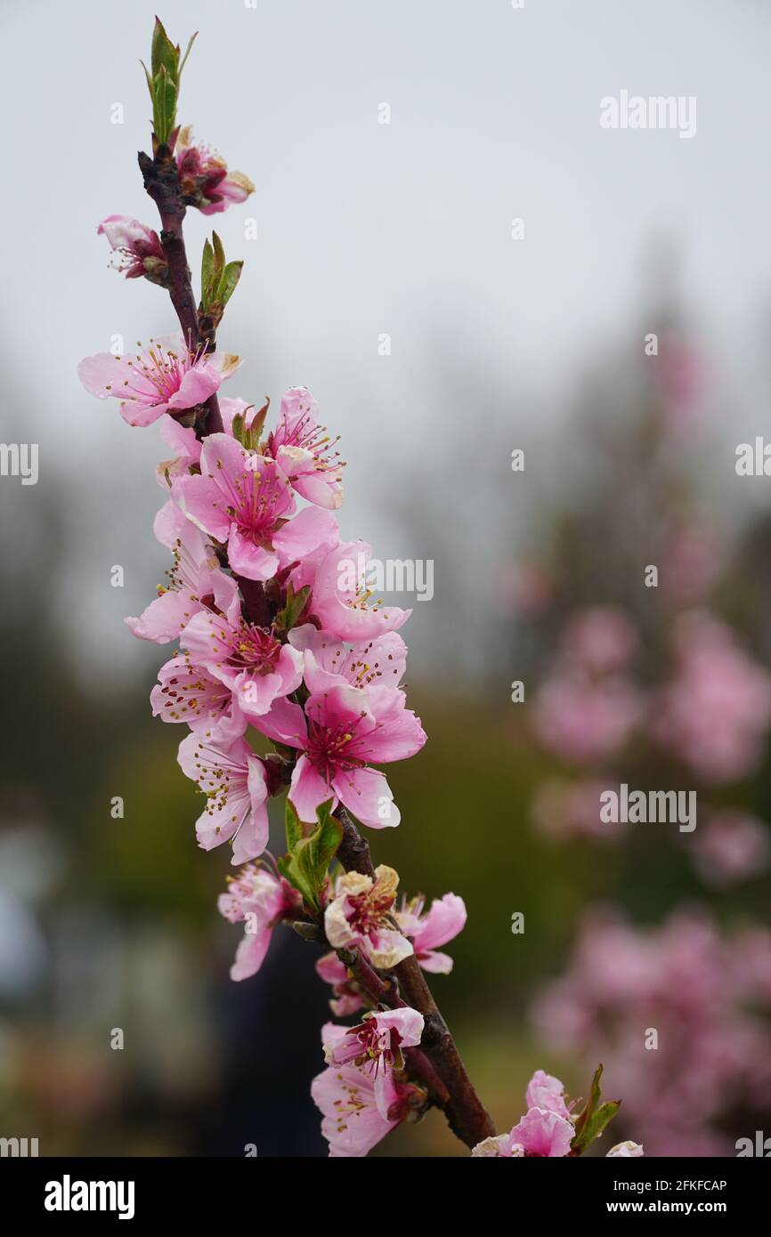 A twig of peach with blooming flowers with raindrops on the petals ...