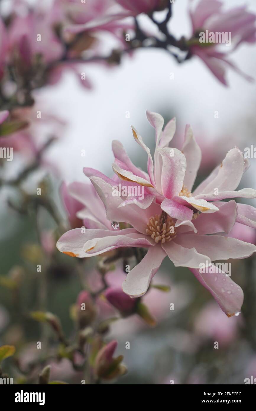 Rainy day flower hi-res stock photography and images - Alamy