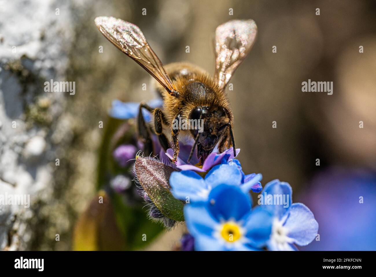 Bee on a flower collecting pollen. Honeybee gathering nectar from ...