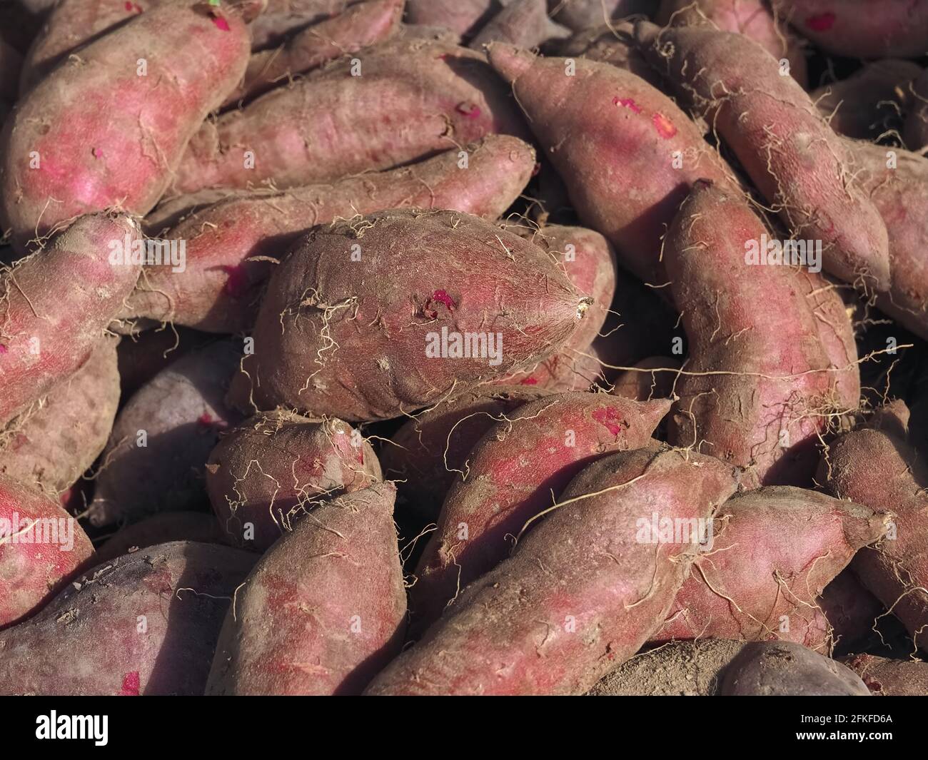 Macro of red sweet potatoes at a market Stock Photo - Alamy