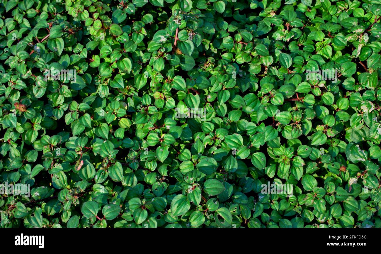 Natural green ground cover plant texture abstract background. Full ...