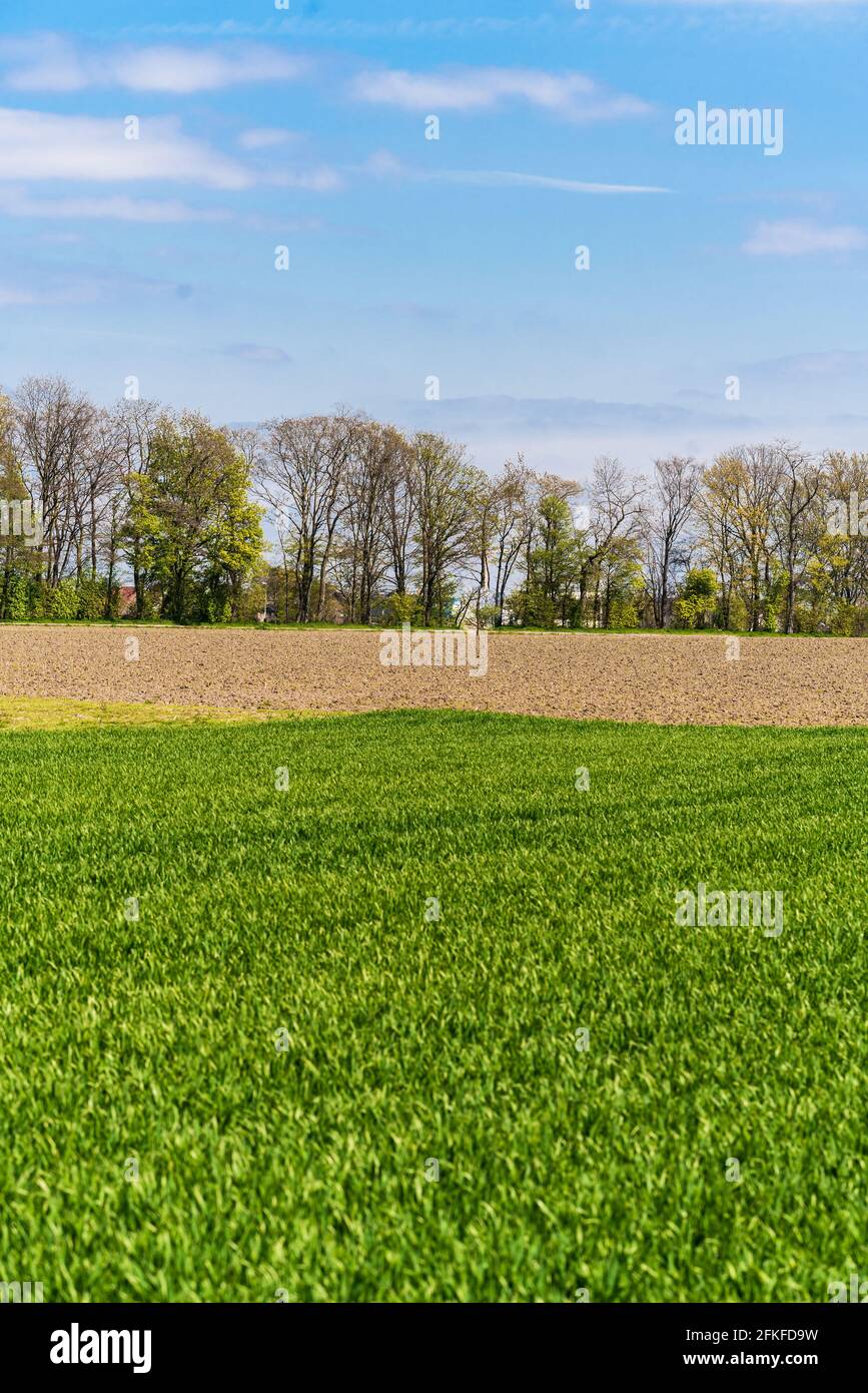 Green farmers field. Rural landscape Stock Photo - Alamy