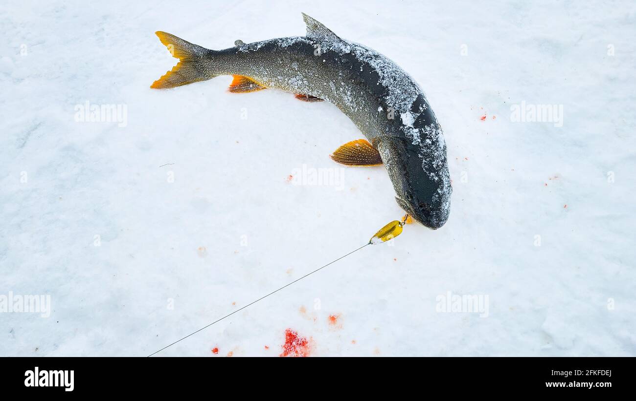 Lake trout caught while ice fishing in northwest territories Canada ...