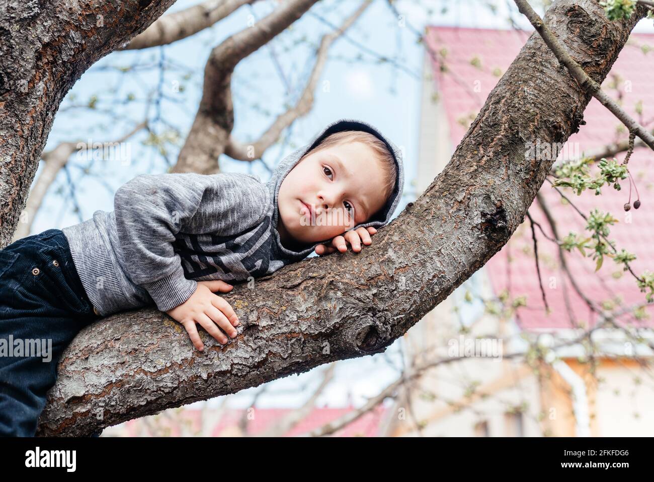 Cute little boy climbing a tree and lying on a tree branch, children ...