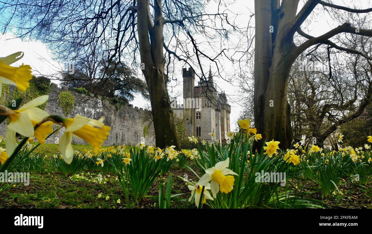 Cardiff Castle in Spring. The daffodils, the national emblem of Wales ...