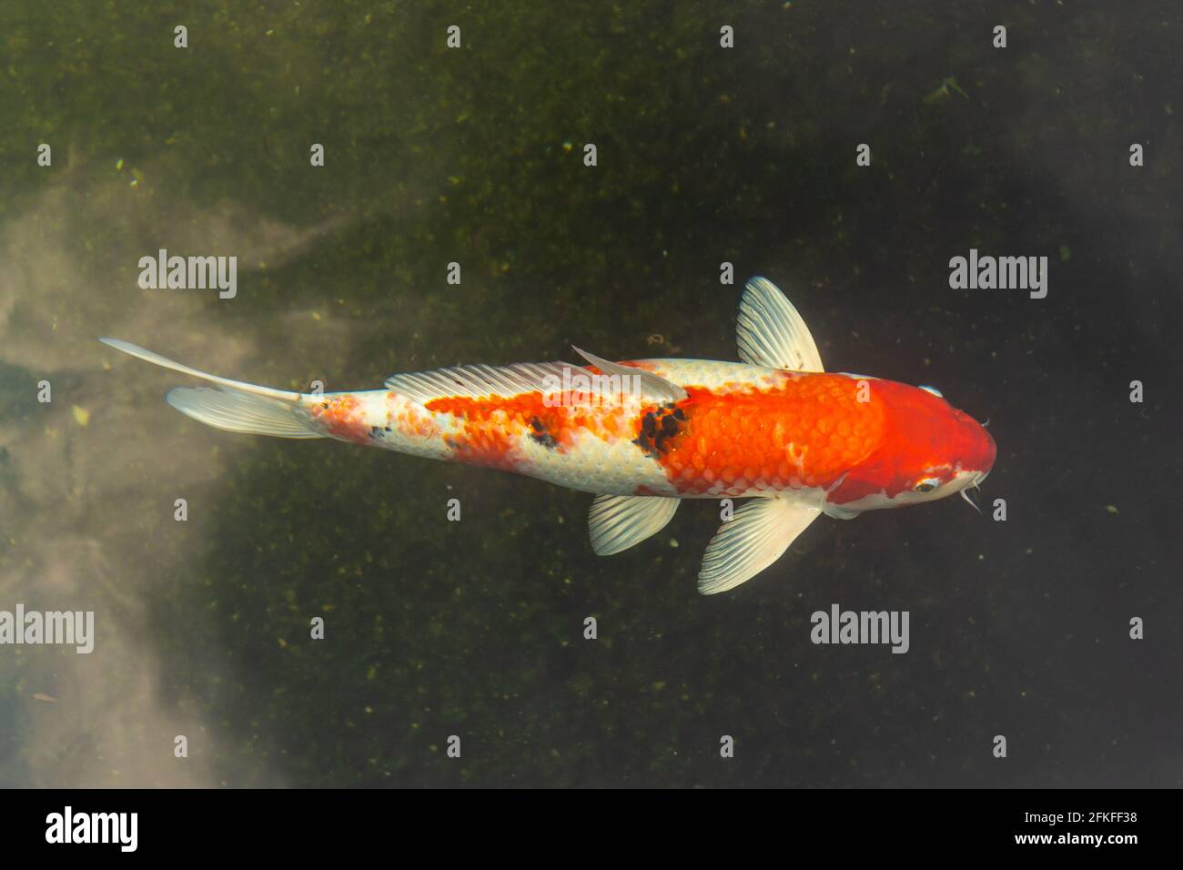 Beautiful Koi carp fish in the pond Stock Photo - Alamy