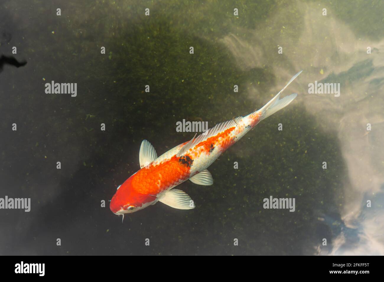 Colorful Koi fish swimming alone in the water Stock Photo - Alamy