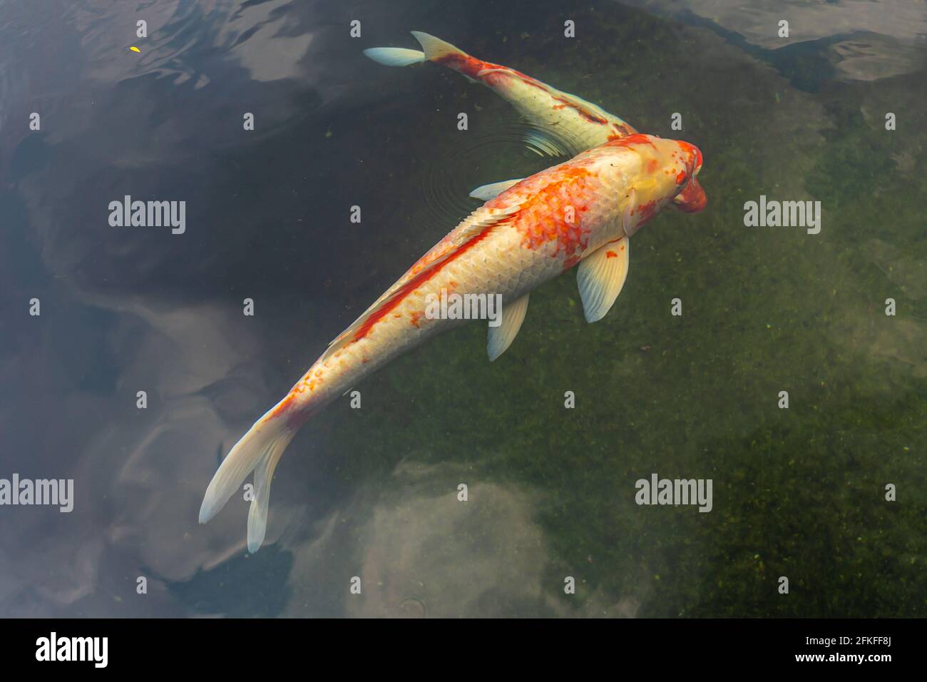 Orange and white colored Koi carp fish swimming in the water Stock ...