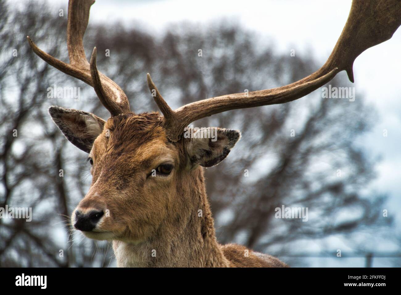 Damwild wald hi-res stock photography and images - Alamy