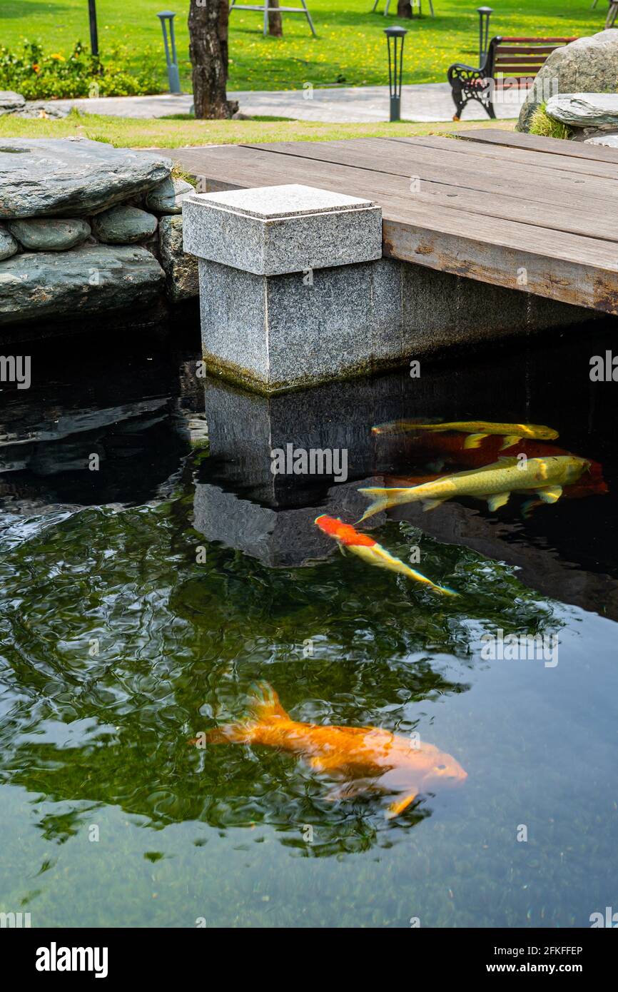 Koi fish in fish tank hi-res stock photography and images - Alamy