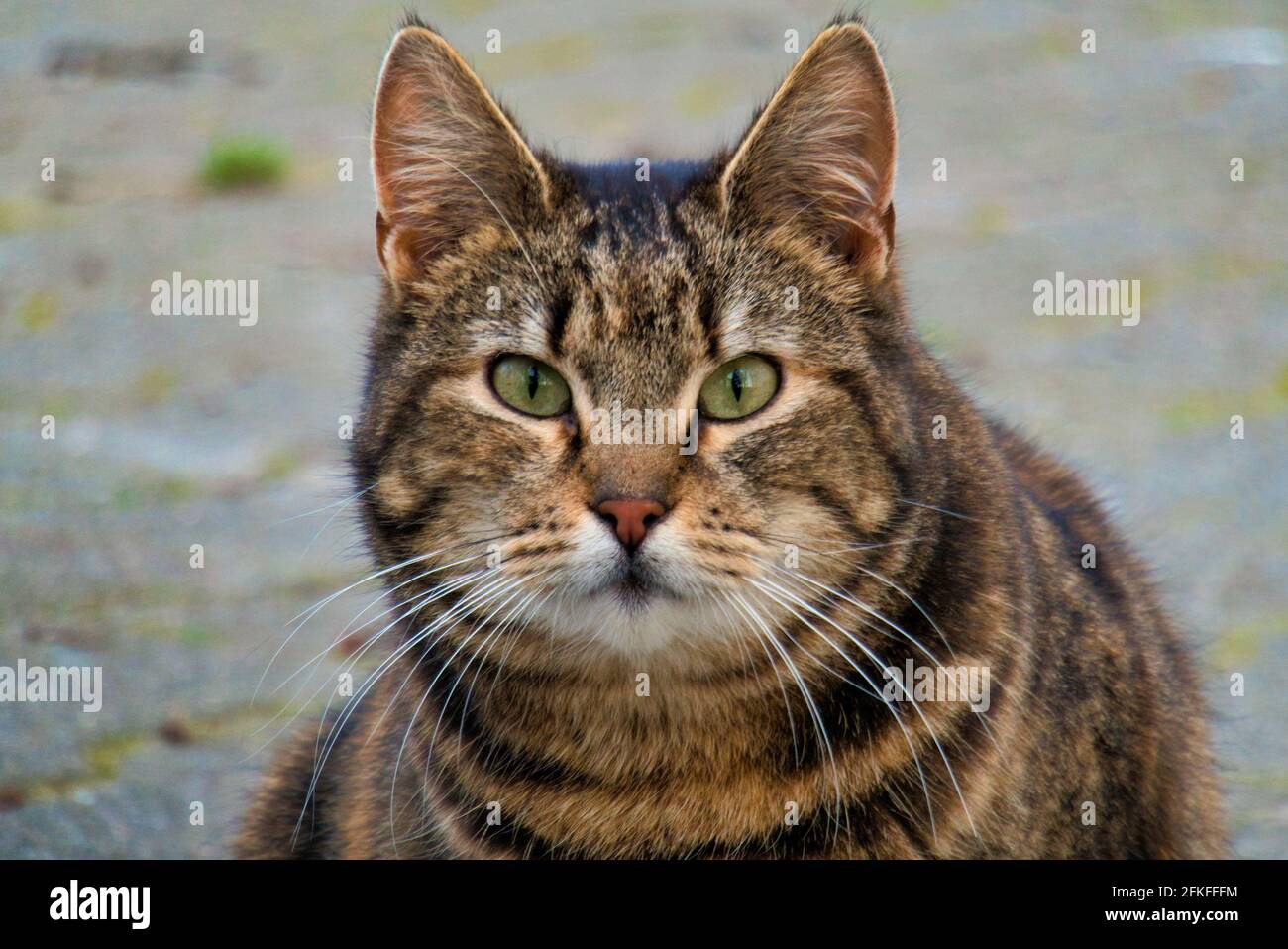 1 pet cat hi-res stock photography and images - Alamy