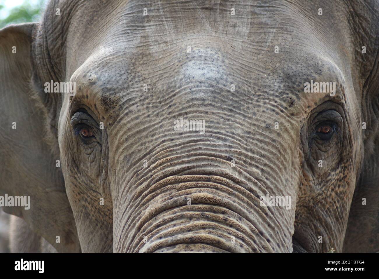 Elefant hi-res stock photography and images - Alamy