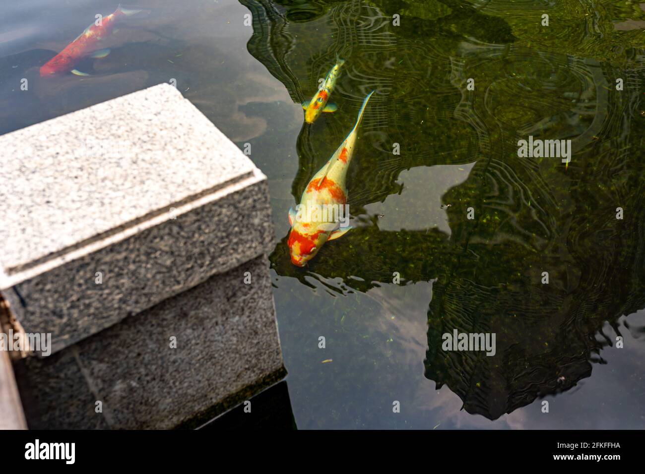 Fat white Japanese Koi fish in the pond Stock Photo - Alamy