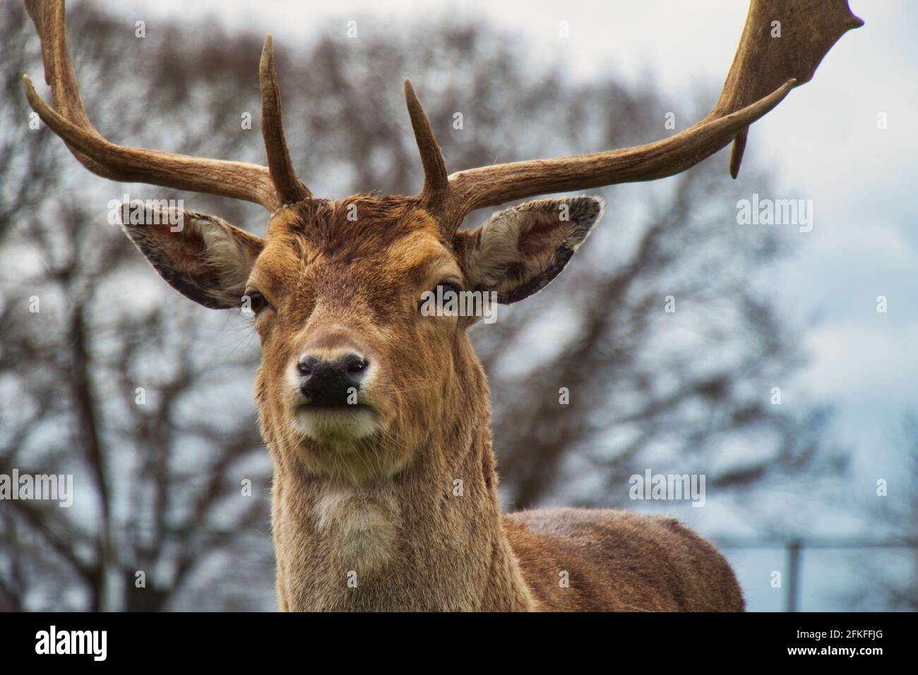 Fallow deer / Damwild Stock Photo - Alamy