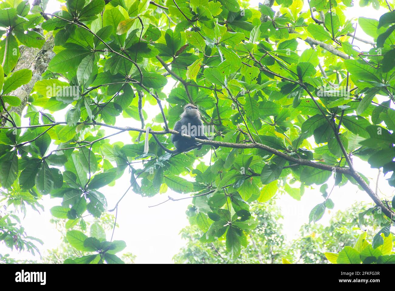 Purple-faced langur (Trachypithecus vetulus) is endemic to Sri Lanka at ...