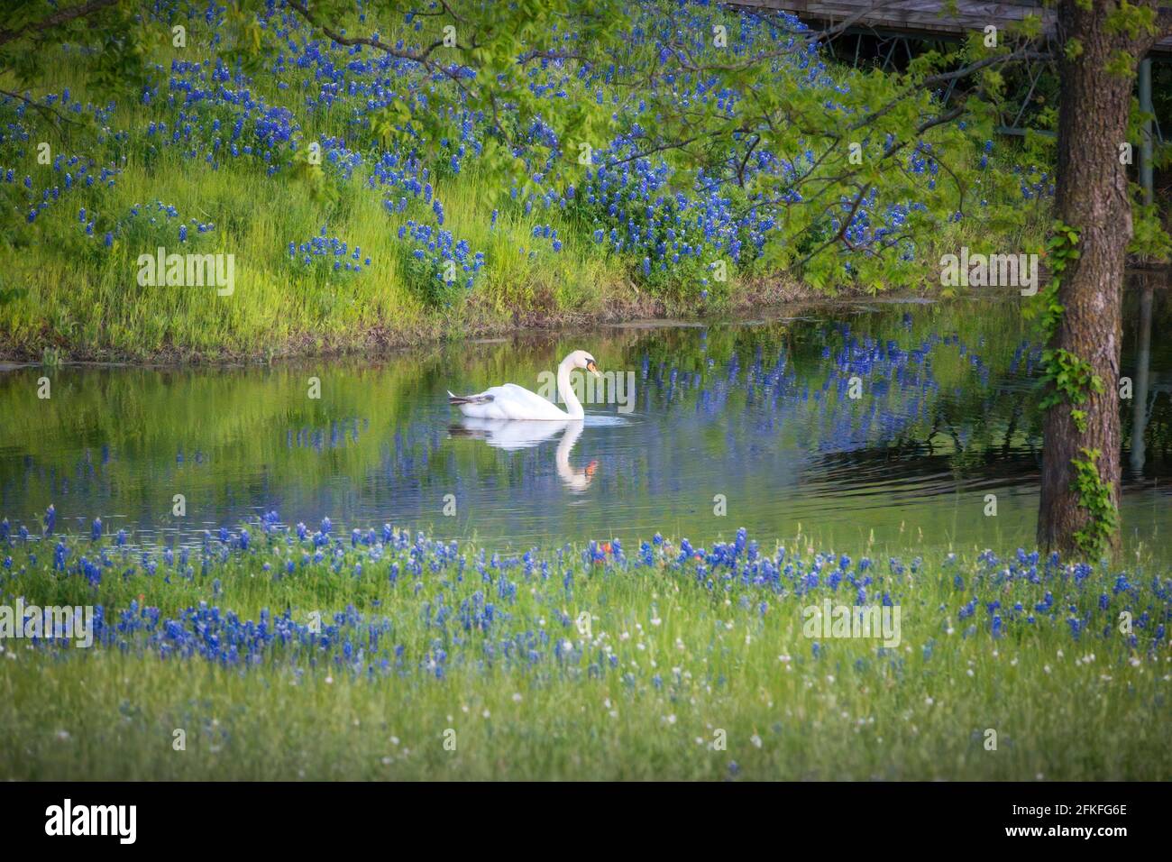 Single Swan in a Texas Pond Surrounded by Bluebonnets Stock Photo - Alamy