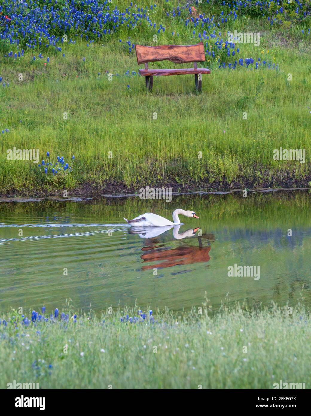 Single Swan in a Texas Pond Surrounded by Bluebonnets Stock Photo - Alamy