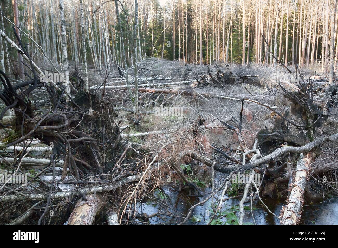 Burned Forest Ground