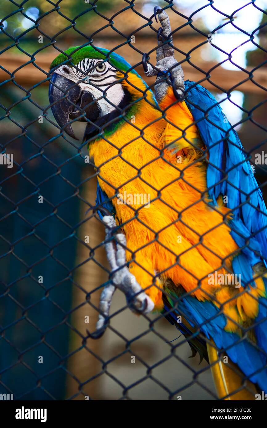 Ara bird in the cage . Exotic bird in the prison . Zoo animal on the ...