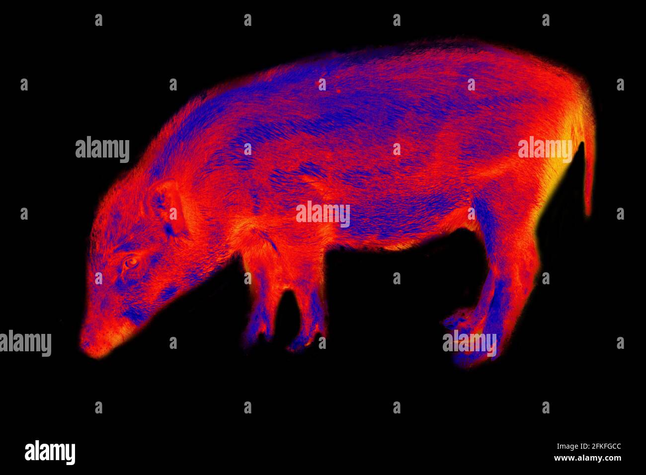 Wild boar in scientific high-tech thermal imager on black background ...