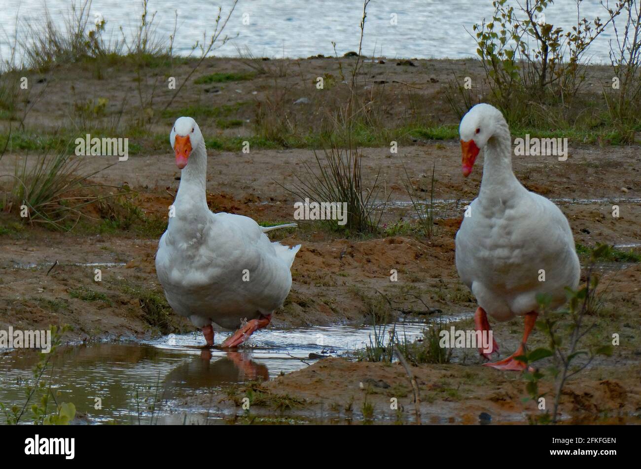 Two geese walking in shallow water. Sand area with grass behind them ...