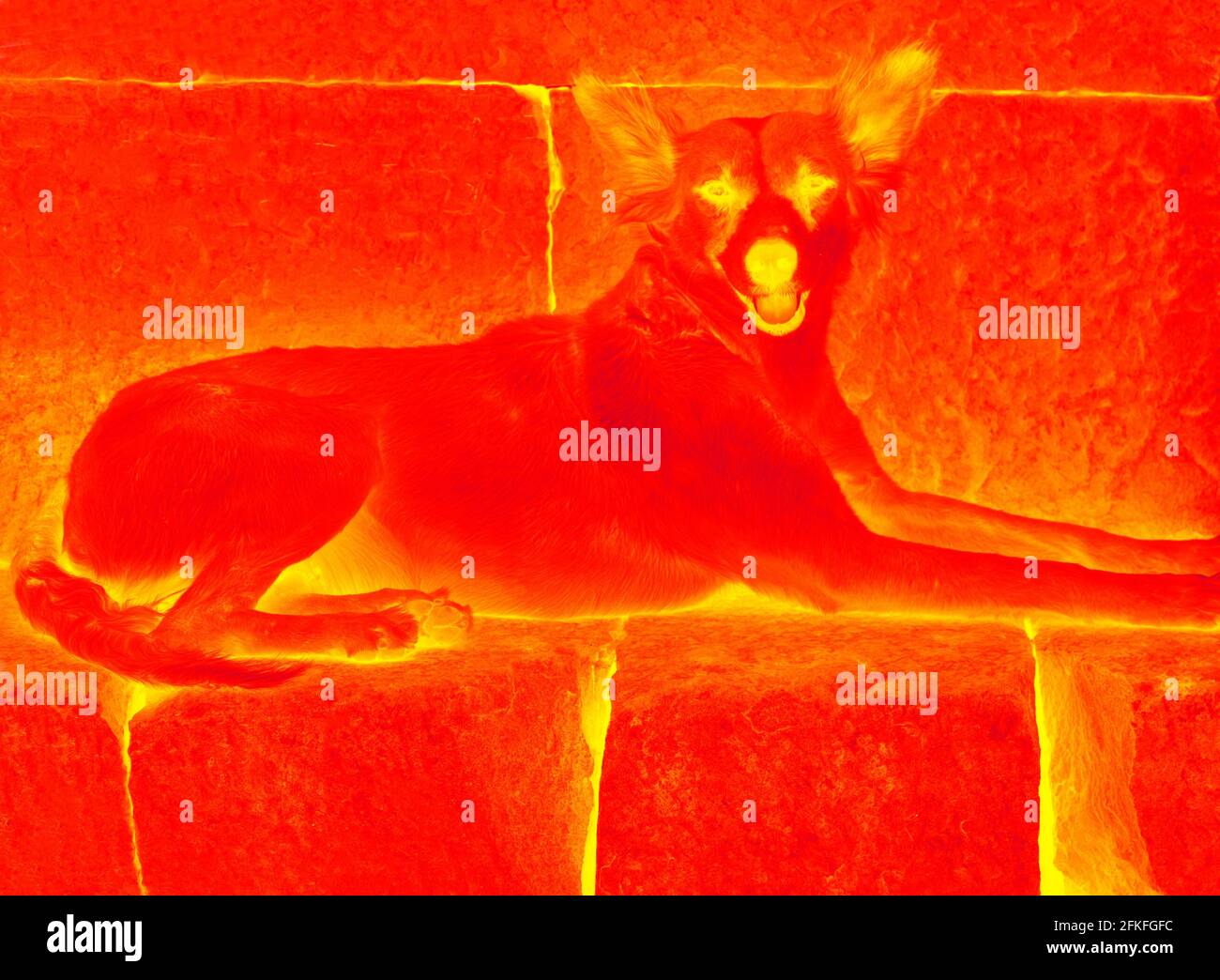 Portraits of dogs. Scanning the animal's body temperature with a ...