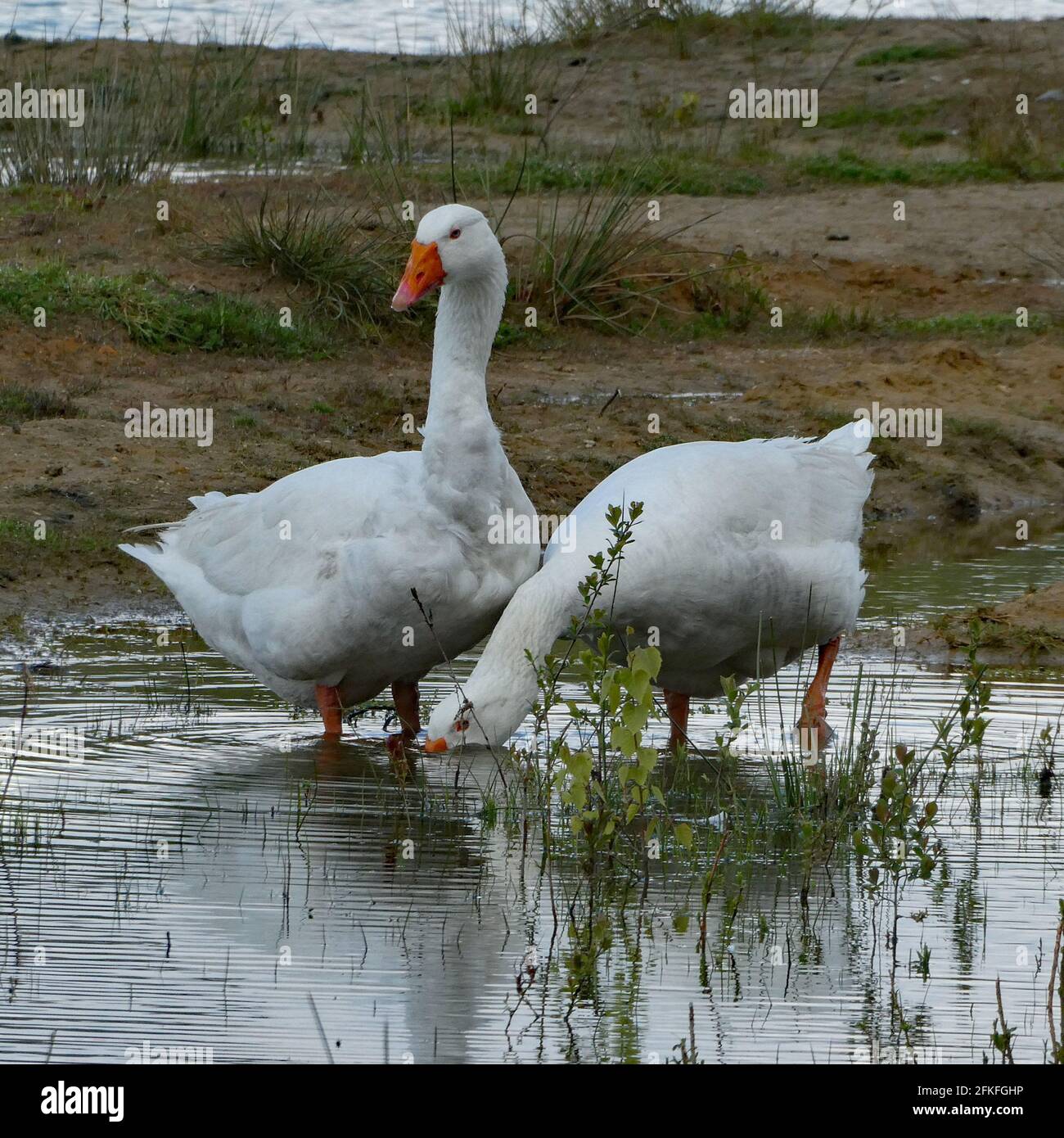 Two geese grazing in shallow water. Sand area with grass behind them ...