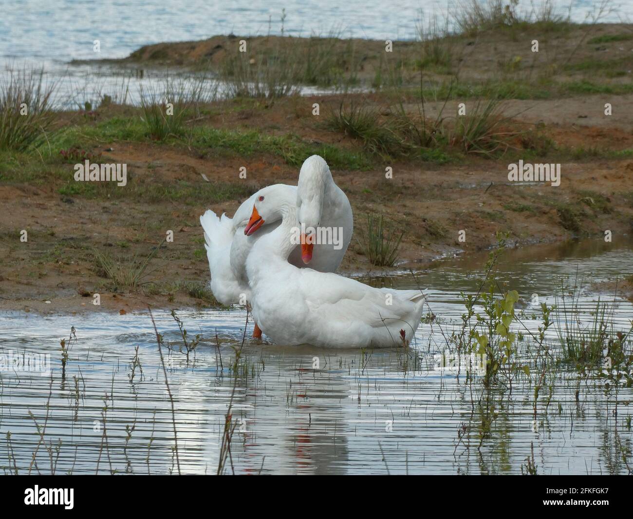 Two geese cuddling in shallow water. Sand area with grass behind them ...
