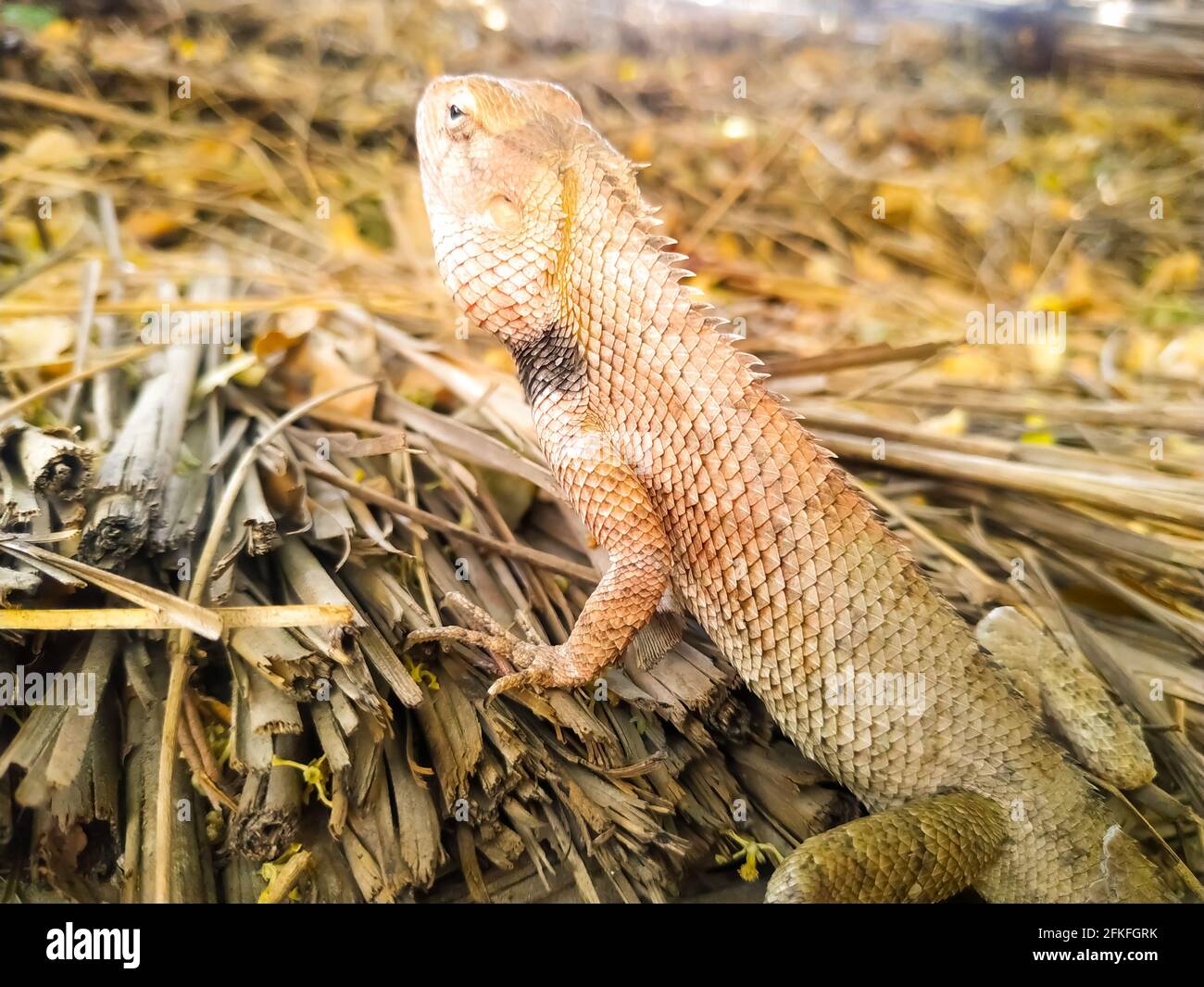 Closeup shot of a dangerous water dragon on the dry grass in the forest ...