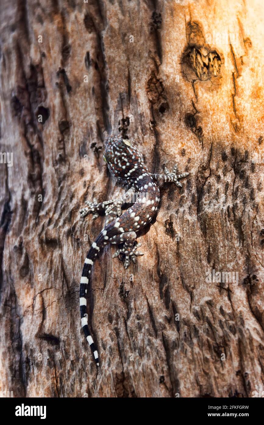 A gray-colored Toki Gecko (Gekko gecko) on the stump of a Thailand tree ...