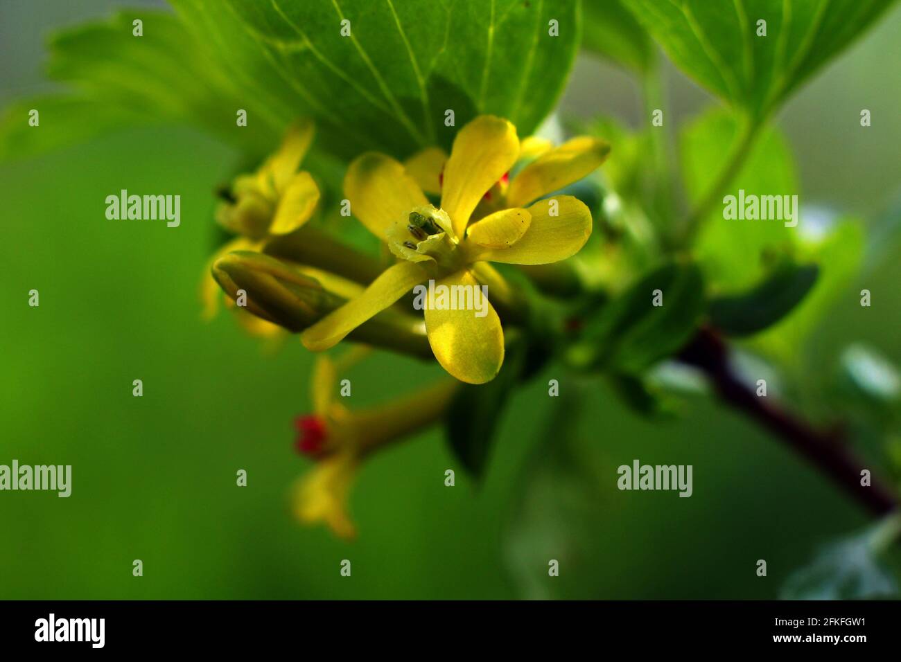 Yellow flowers of black currant blooming in spring Stock Photo - Alamy