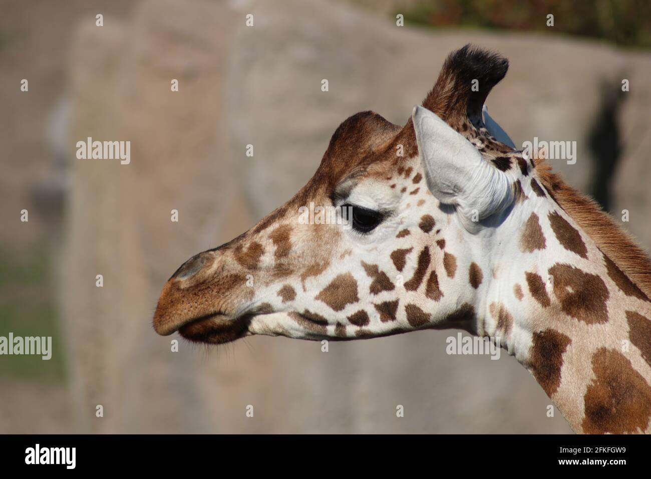 Girafe zoo hi-res stock photography and images - Alamy