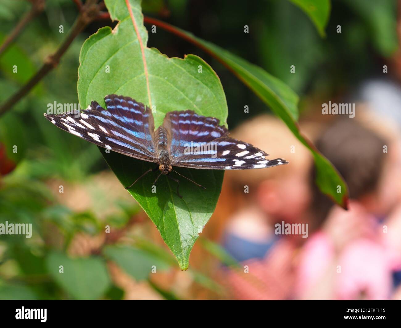 Mexican blue wave butterfly hi-res stock photography and images - Alamy