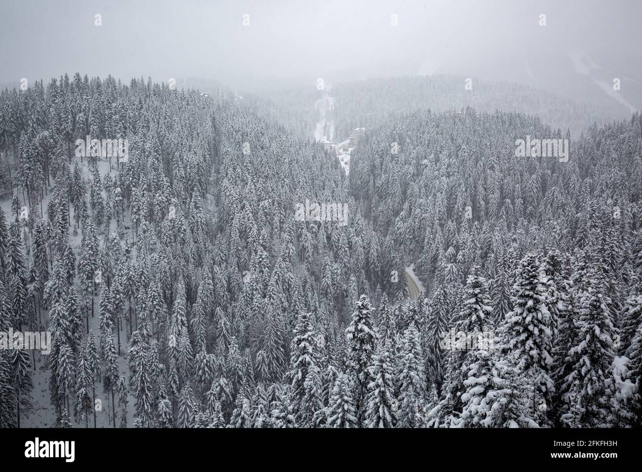 Gray scale shot of a forest in mountains with trees and ground covered ...