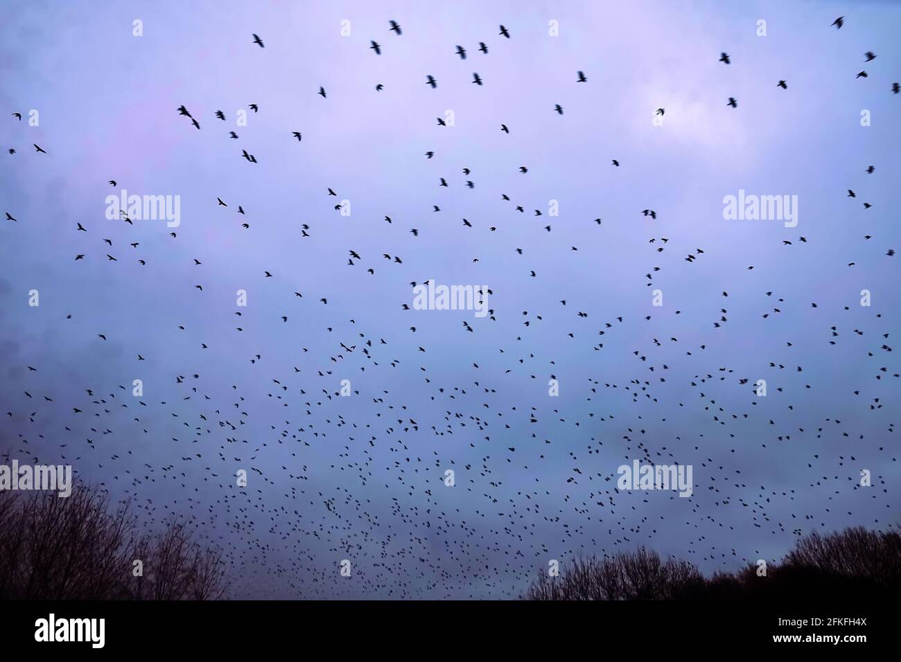 A flock of rooks in the sky. Giant Flock - The wings of birds obscure ...