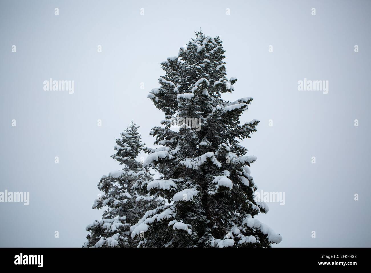 Snow-covered spruce under a foggy sky Stock Photo - Alamy