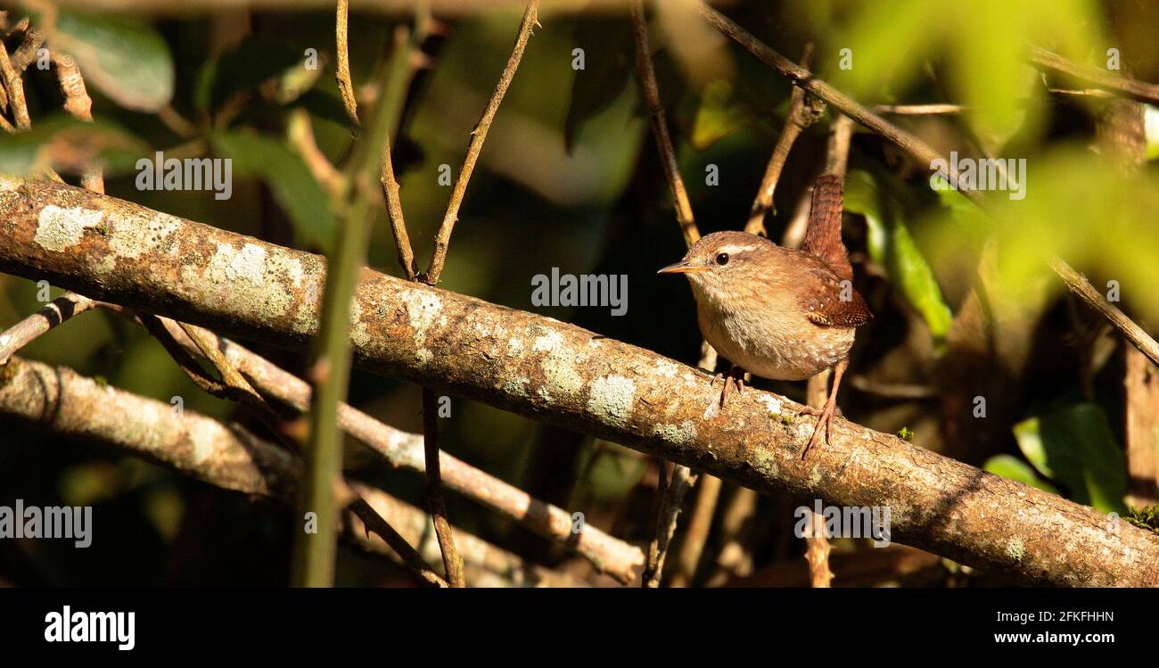 Wren bird ireland hi-res stock photography and images - Alamy