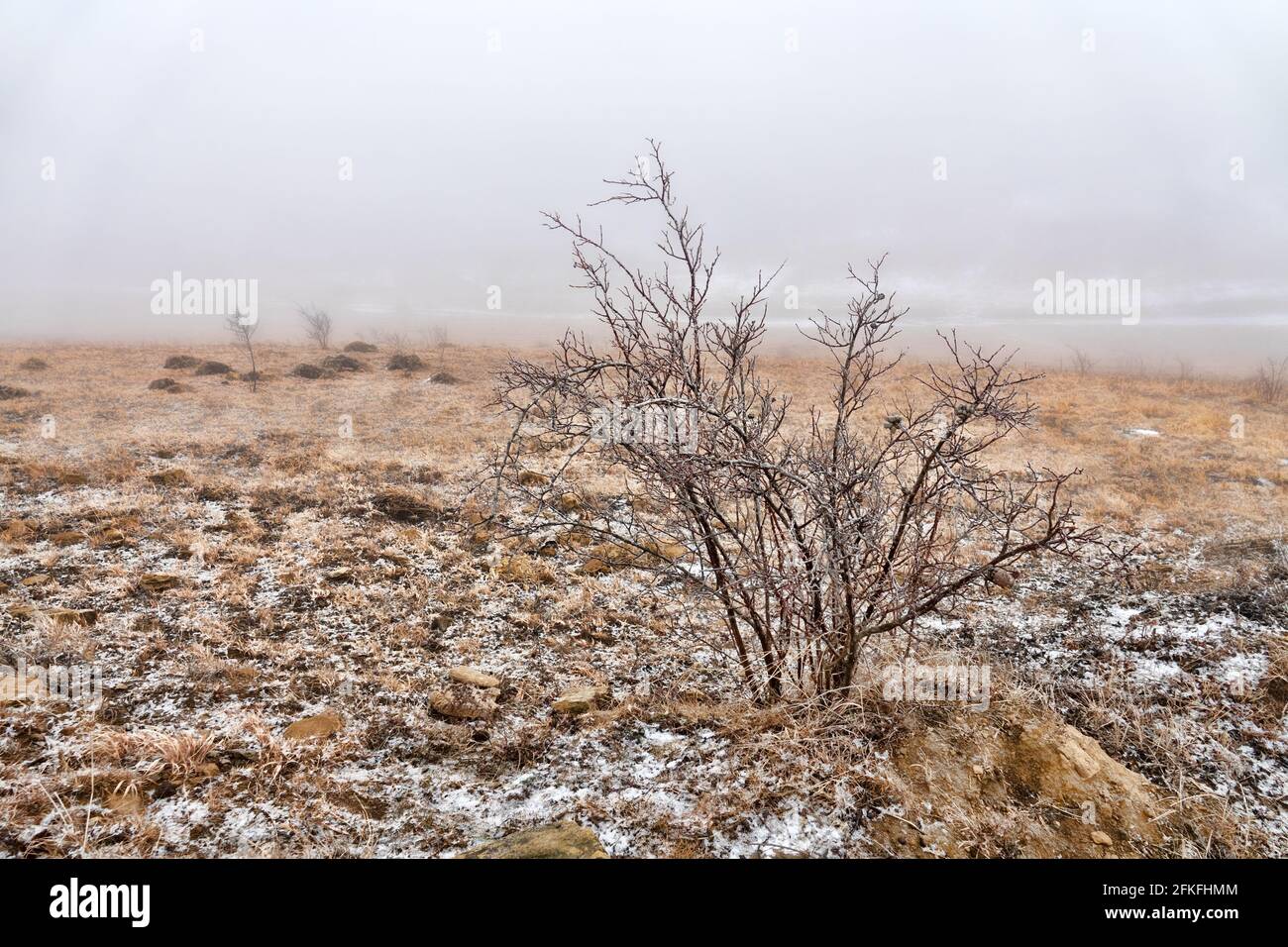 Hedge without leaves in winter hi-res stock photography and images - Alamy
