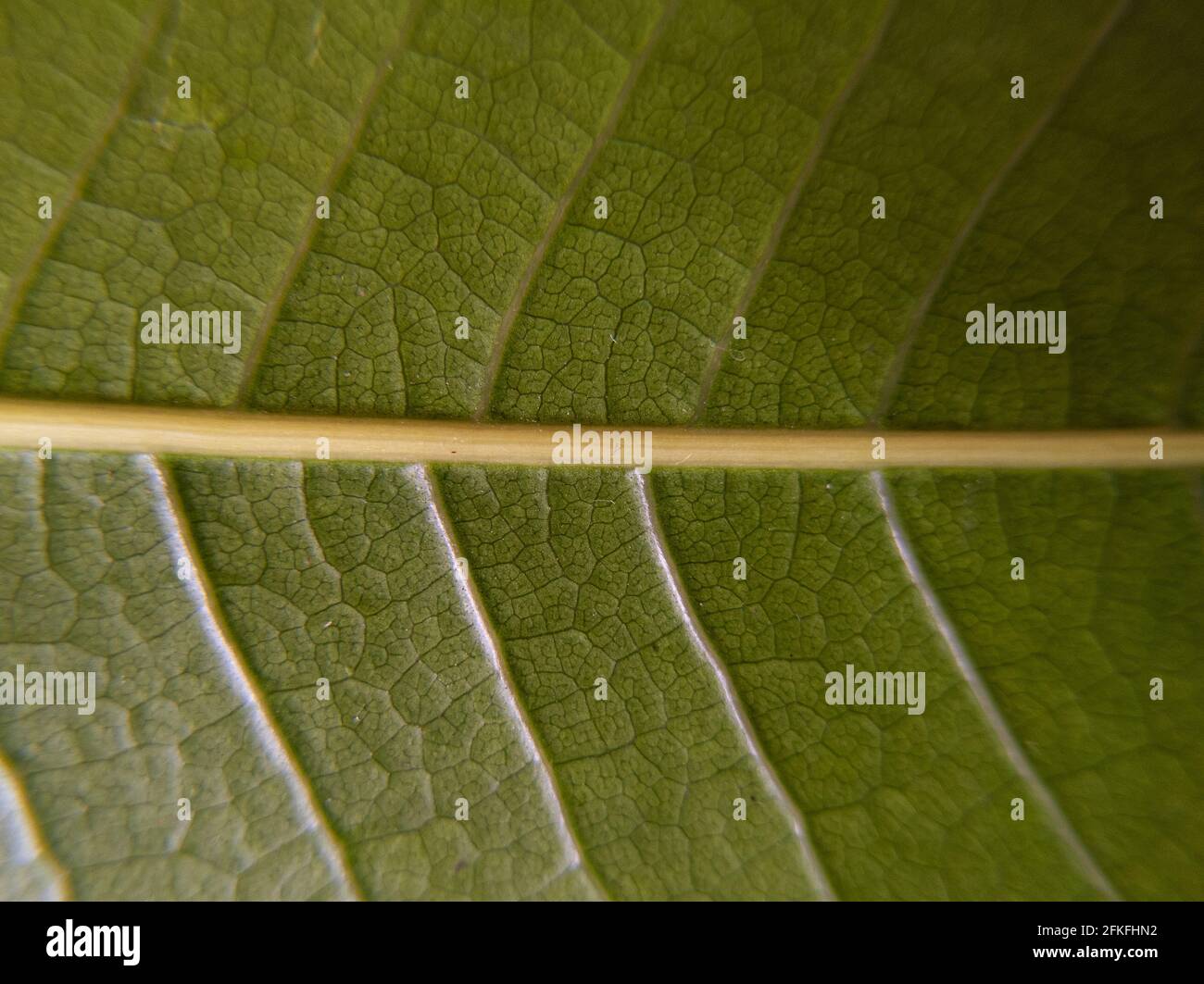 Detailed plant anatomy hi-res stock photography and images - Alamy