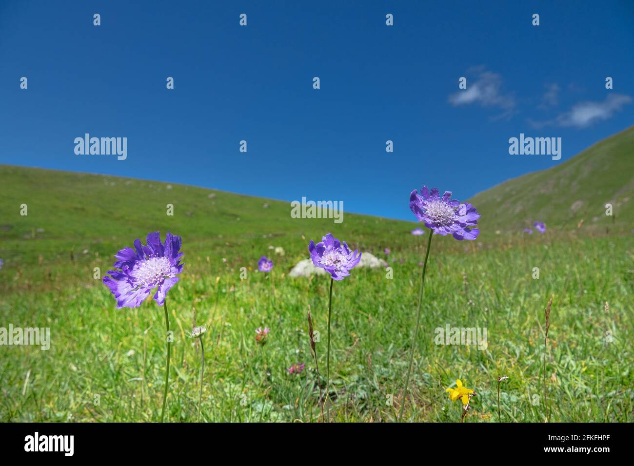 Gypsy weed hi-res stock photography and images - Alamy